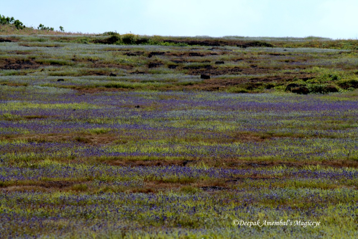 Travel magic: Kaas plateau
